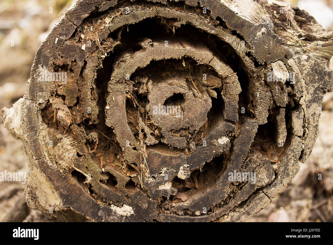 Pine rotten trunk in the spring forest Stock Photo - Alamy
