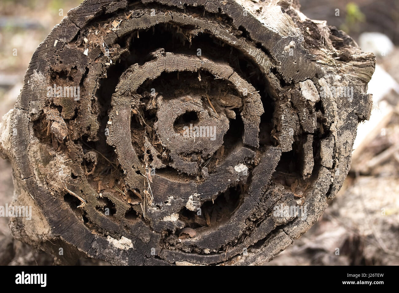 Pine rotten trunk in the spring forest Stock Photo - Alamy