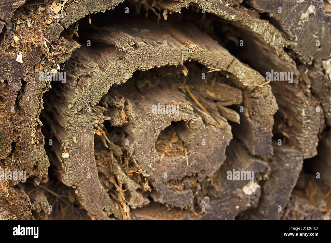 Pine rotten trunk in the spring forest Stock Photo - Alamy