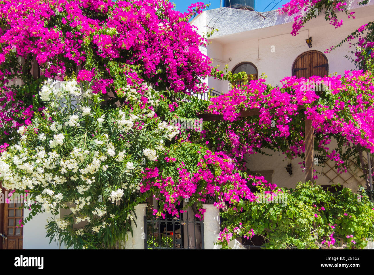 White and pink oleander growing at a house wall Stock Photo - Alamy