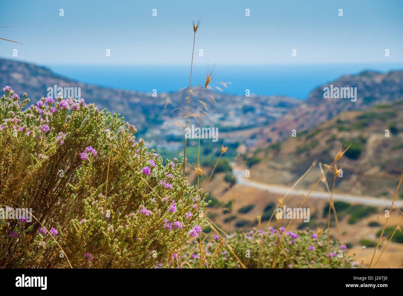 Dry plants with violet blossoms in front of blurred greek background ...
