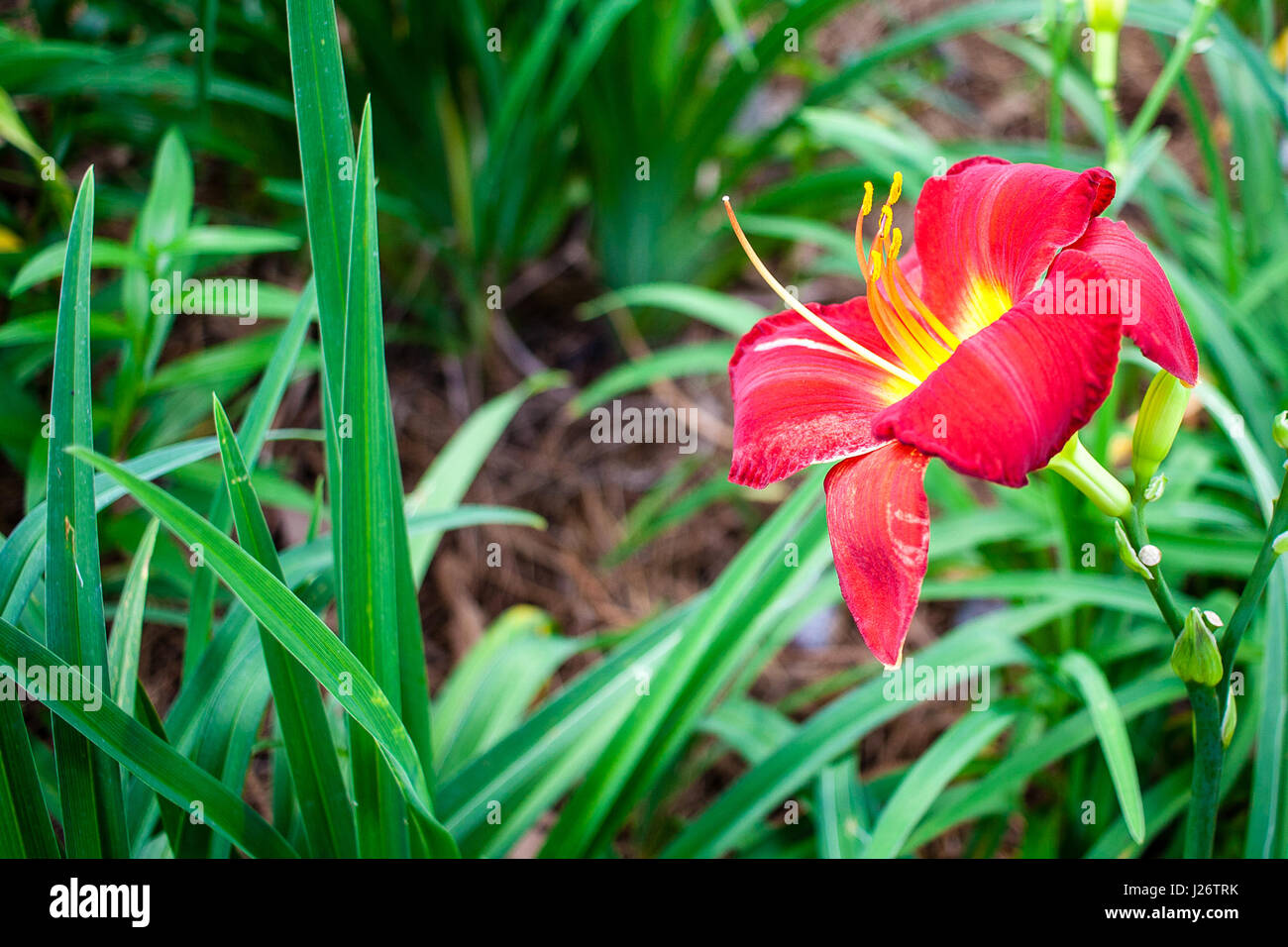 A red and yellow daylily scarlet orbit flower Stock Photo - Alamy