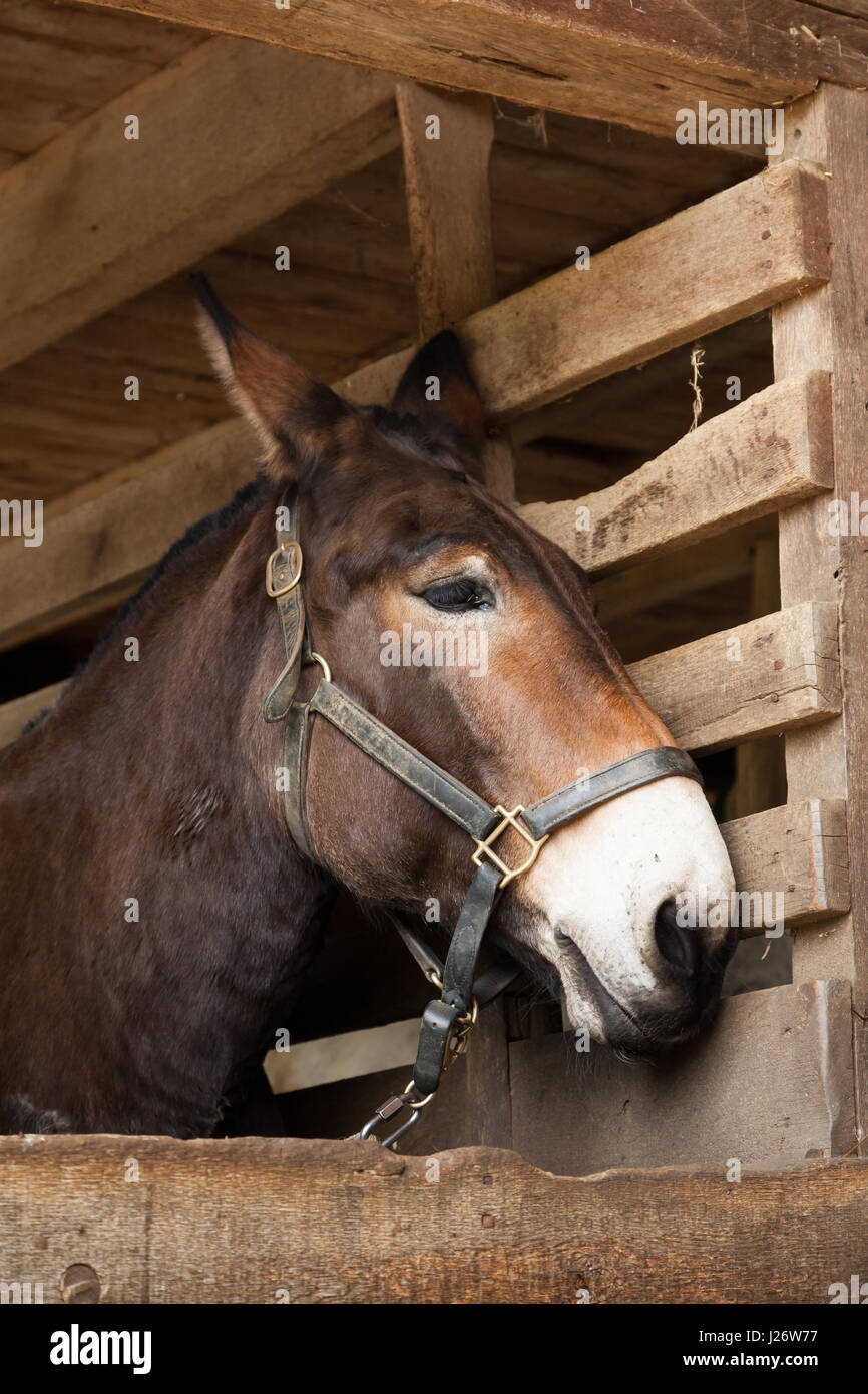 A brown horse stands in a stable on a farm Stock Photo - Alamy