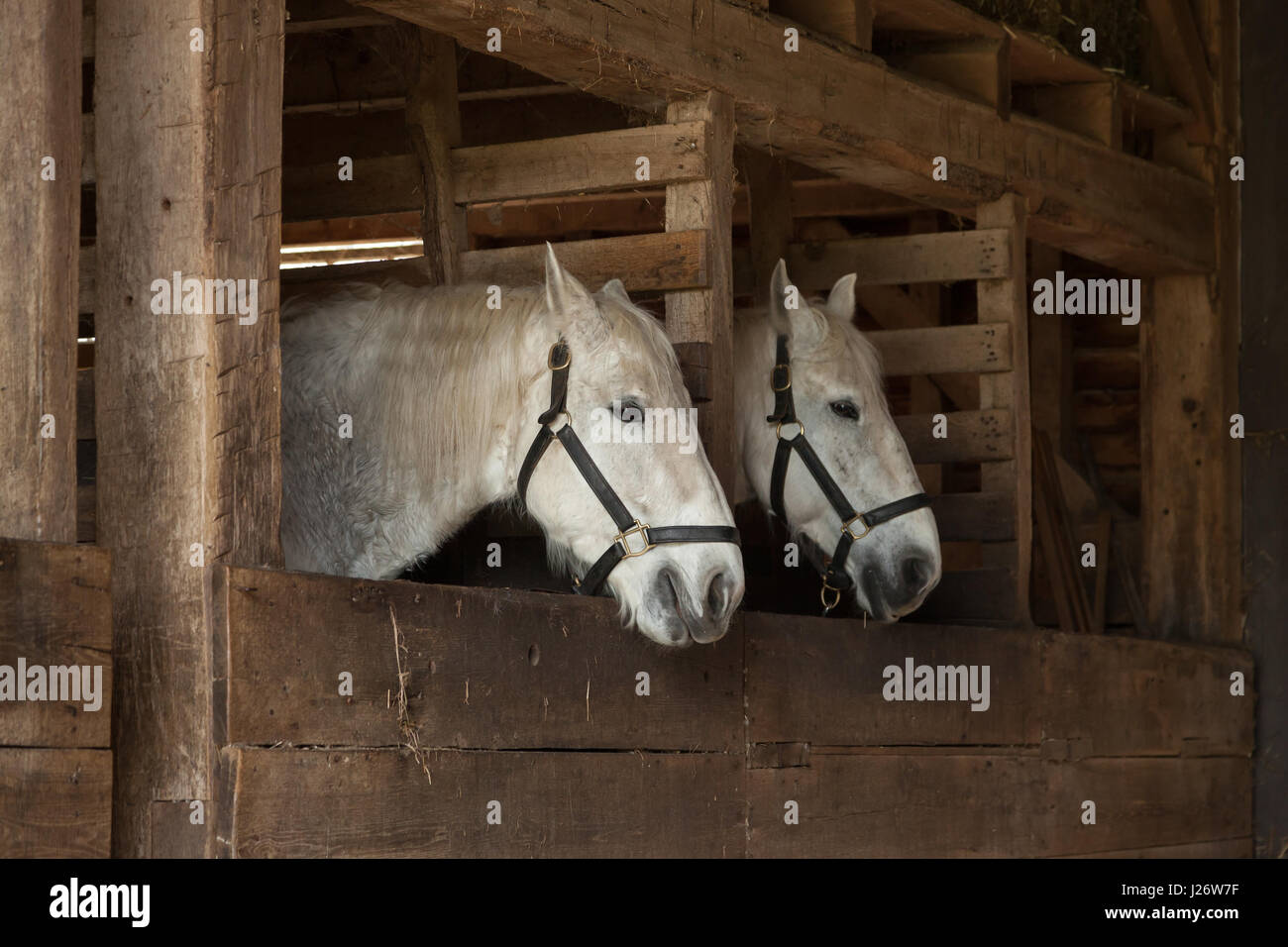 Two white horses stand in a stable on a farm Stock Photo - Alamy
