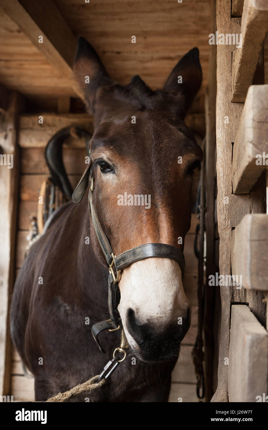 A brown horse stands in a stable on a farm Stock Photo - Alamy