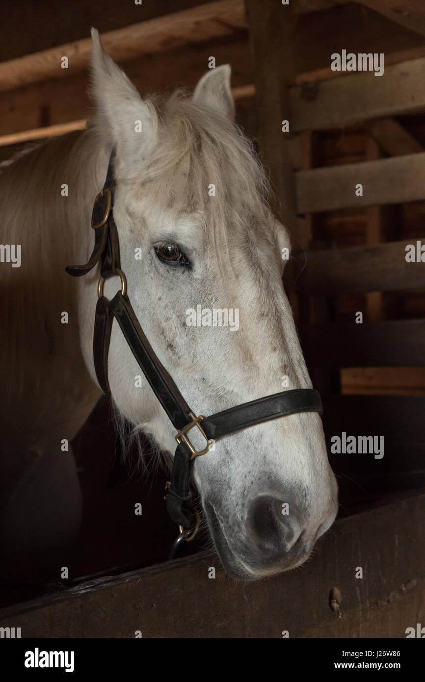 A horse is tied up in a stable on a farm Stock Photo - Alamy