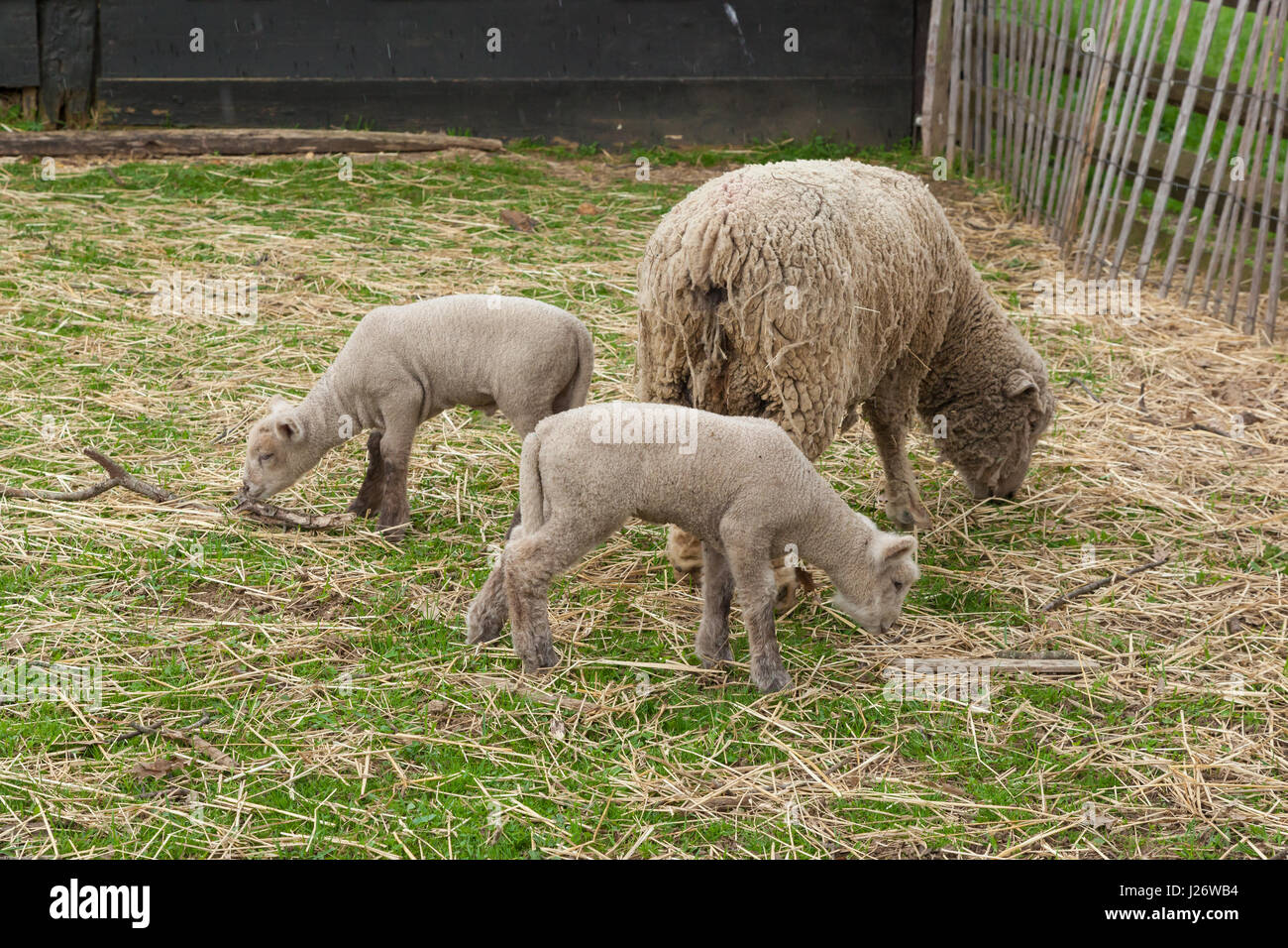 Newborn baby lambs graze on a farm with their mother Stock Photo - Alamy