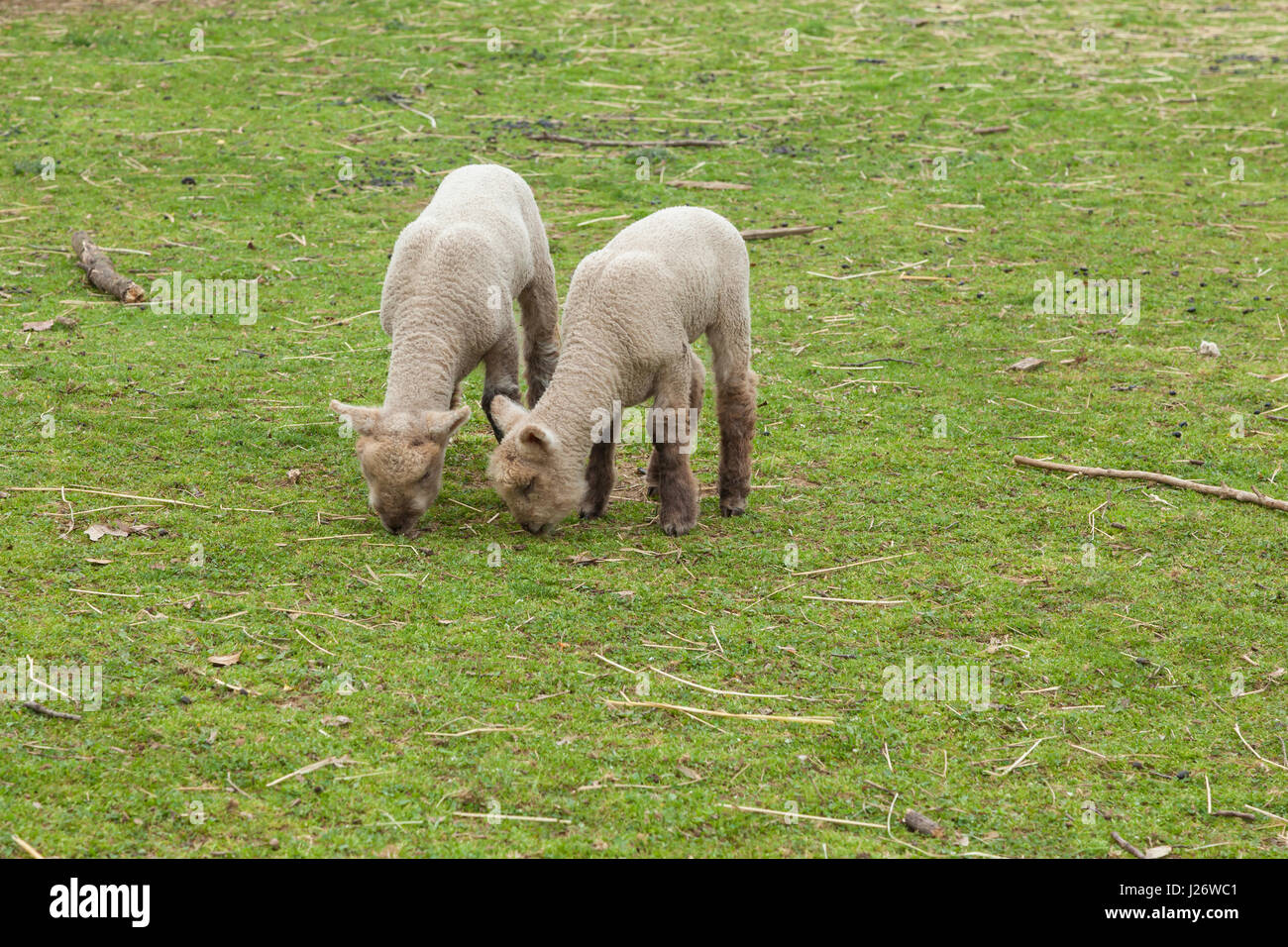Lambs being cute hi-res stock photography and images - Alamy