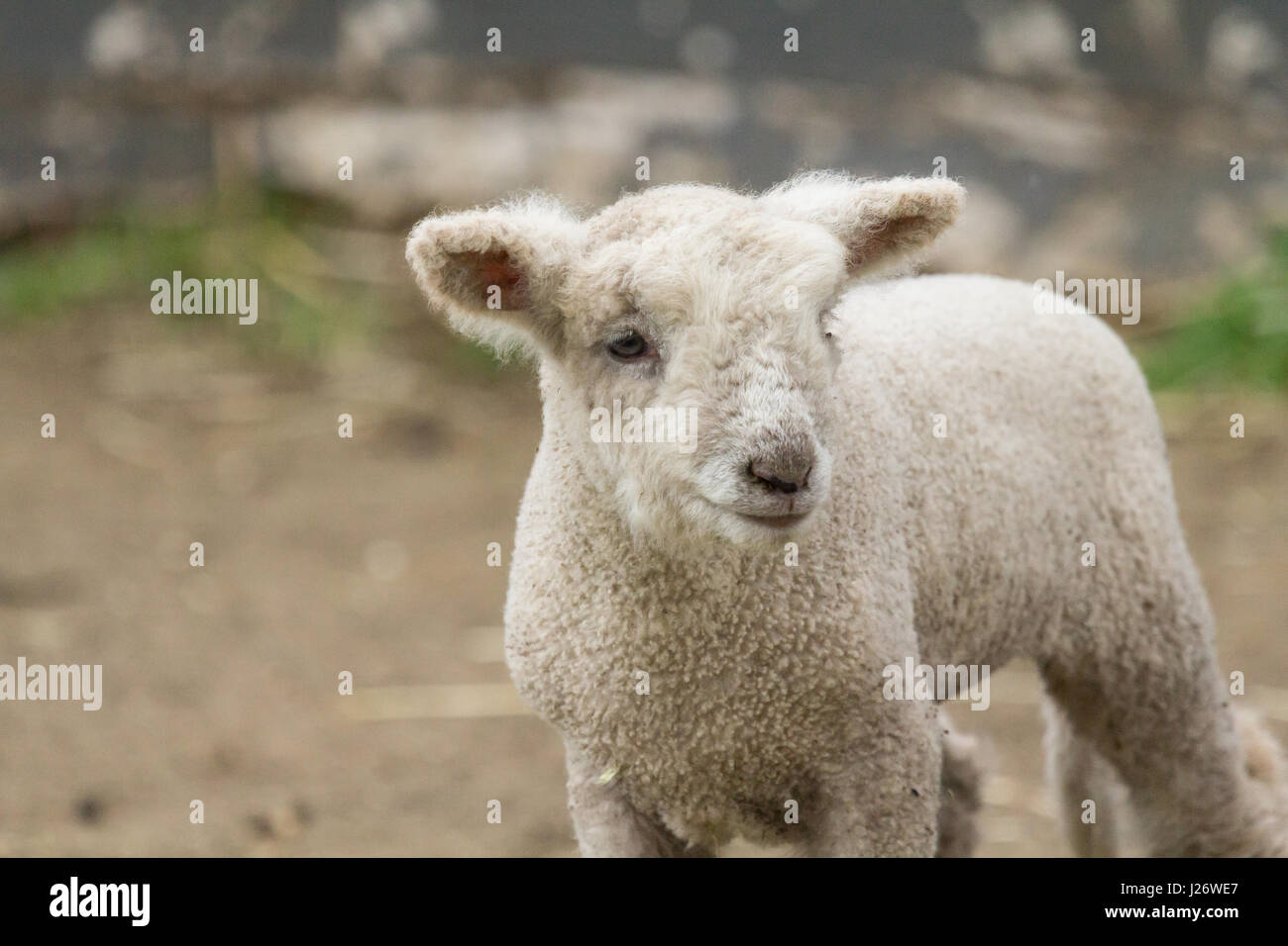 New baby on the farm hi-res stock photography and images - Alamy