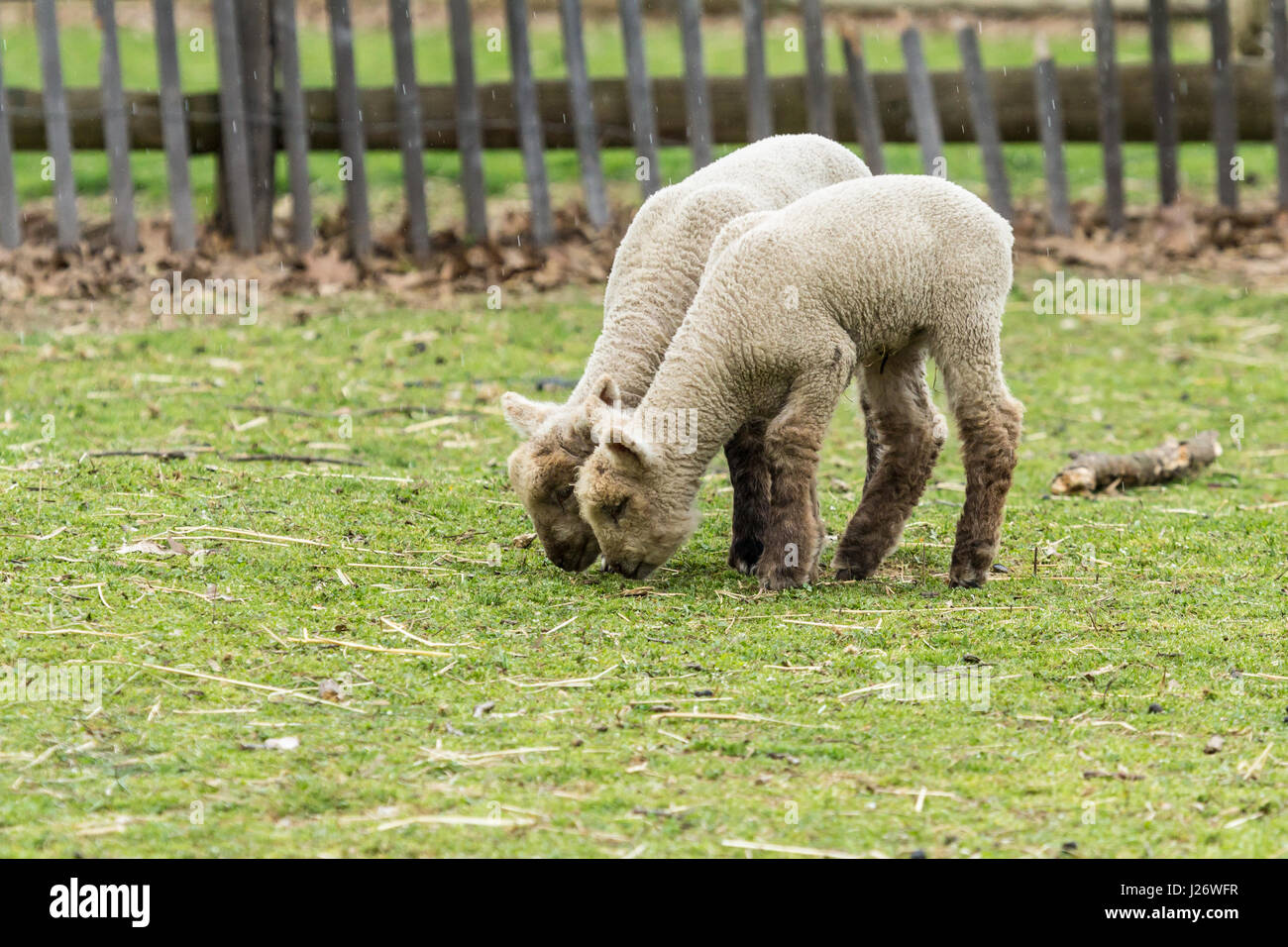 Lambs being cute hi-res stock photography and images - Alamy