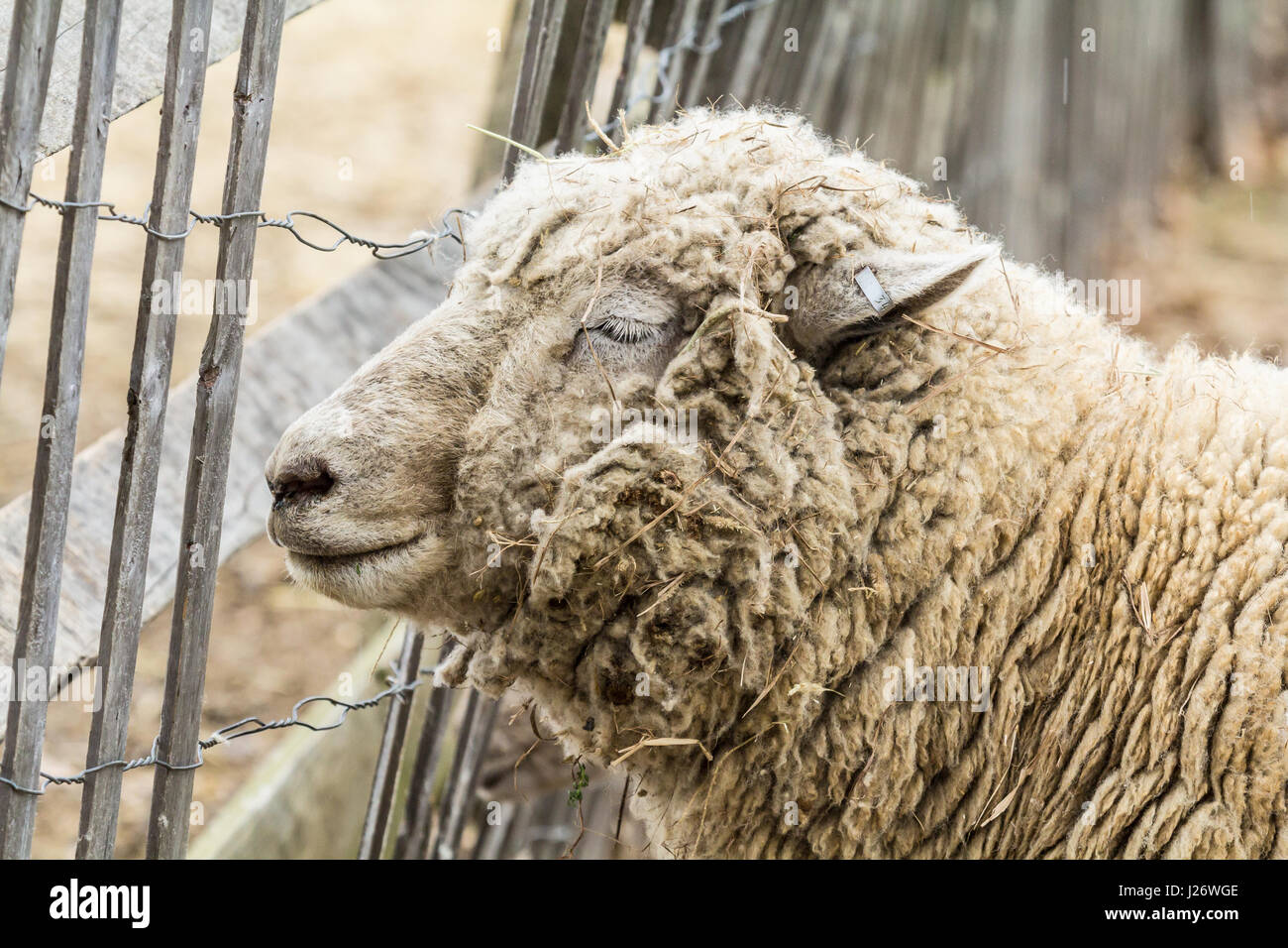 A large white sheep on a farm Stock Photo - Alamy