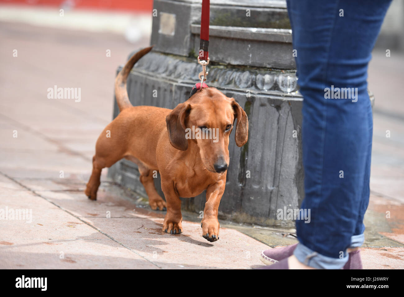 Dog looking where to take a piss, marking territory Stock Photo - Alamy