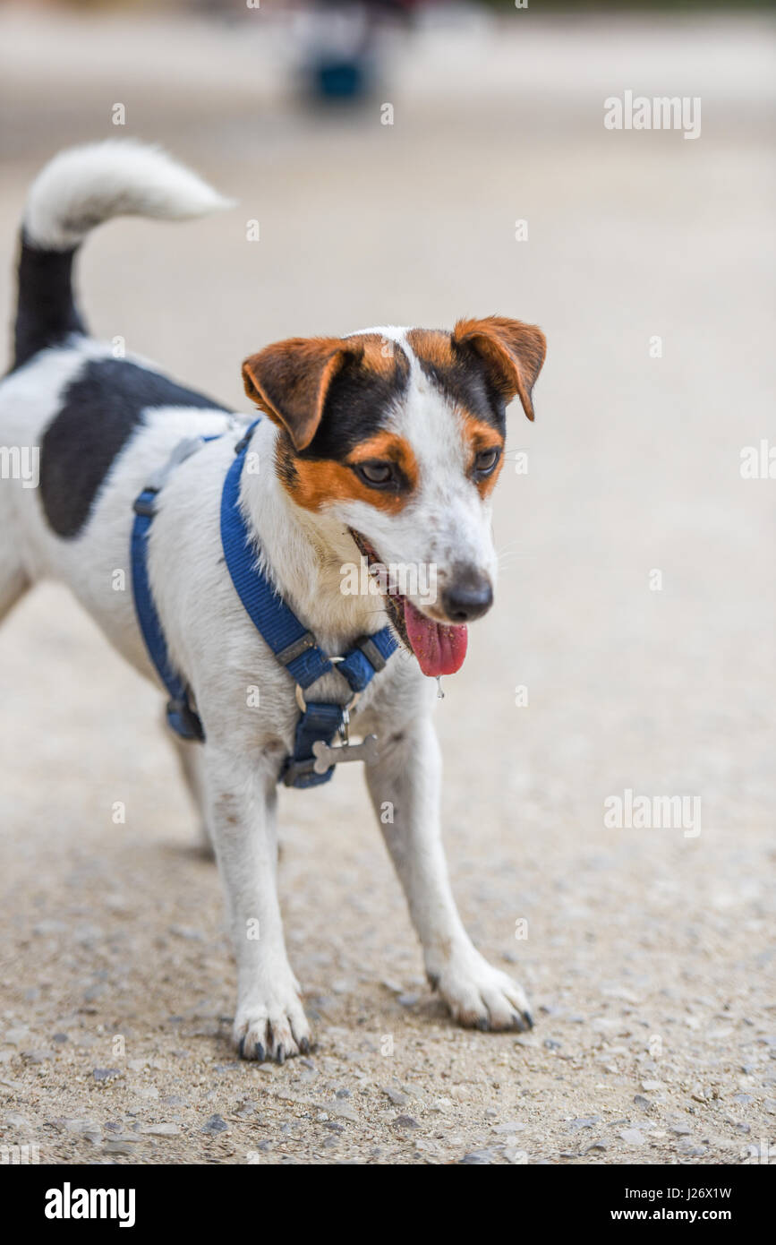 funny small dog is playing with a blue ball Stock Photo - Alamy