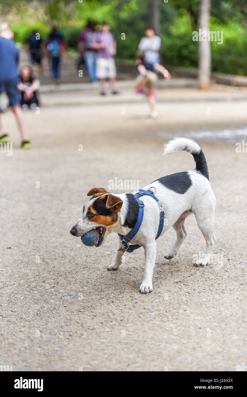 funny small dog is playing with a blue ball Stock Photo - Alamy