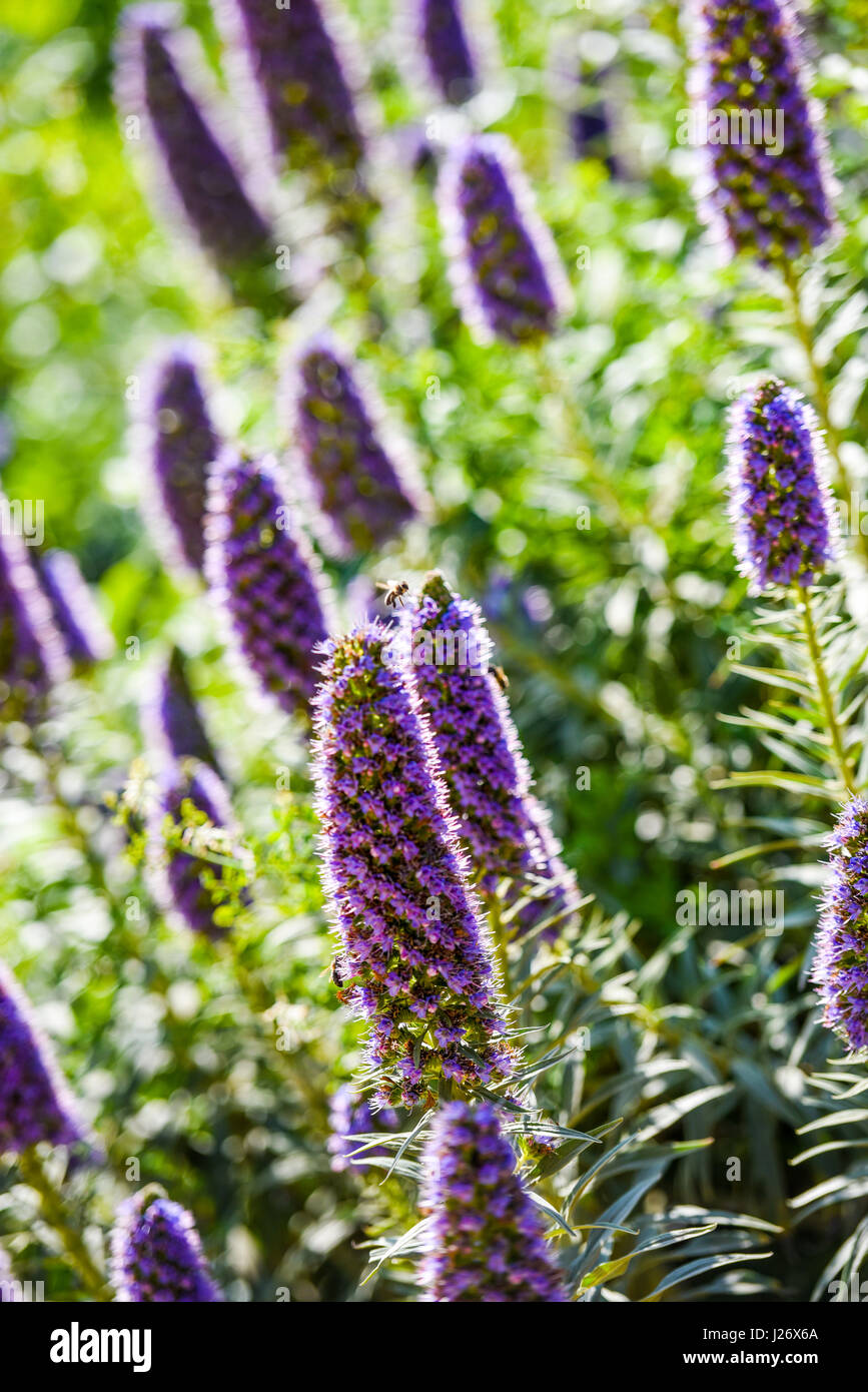 Bright blooming colorful vibrant flowers Stock Photo - Alamy