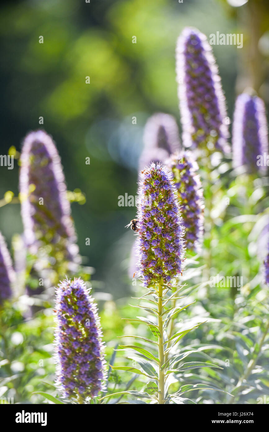 Bright blooming colorful vibrant flowers Stock Photo - Alamy