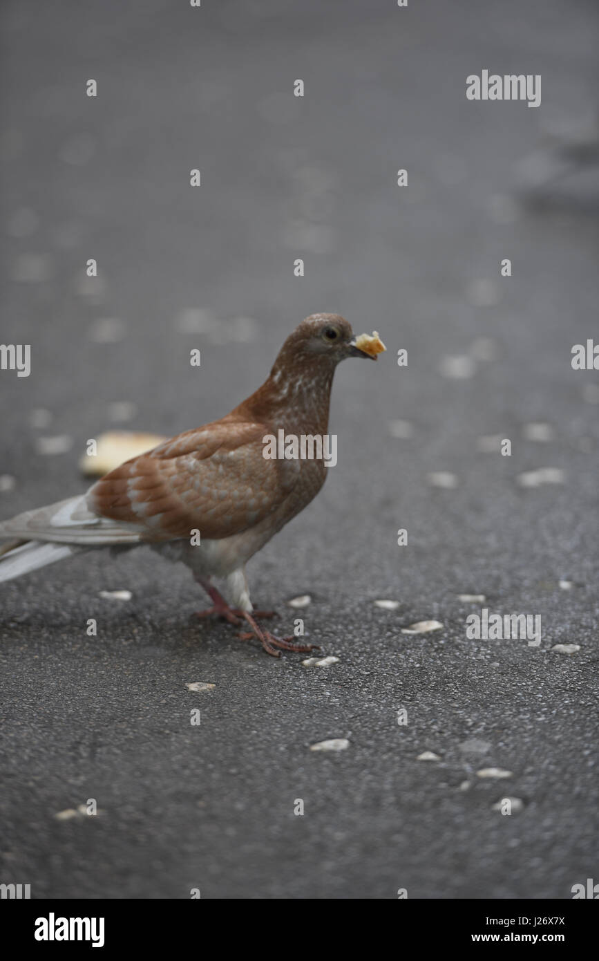 Crazy bird is eating and carrying a cookie Stock Photo - Alamy