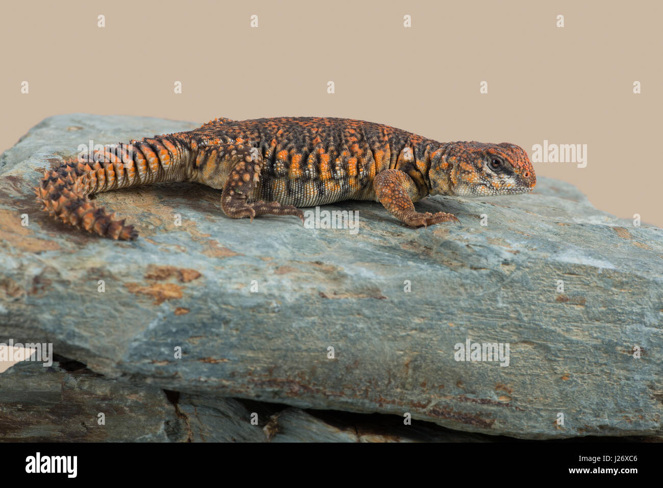 Saharan Spiny Tailed Lizard (Uromastyx geyri Stock Photo - Alamy