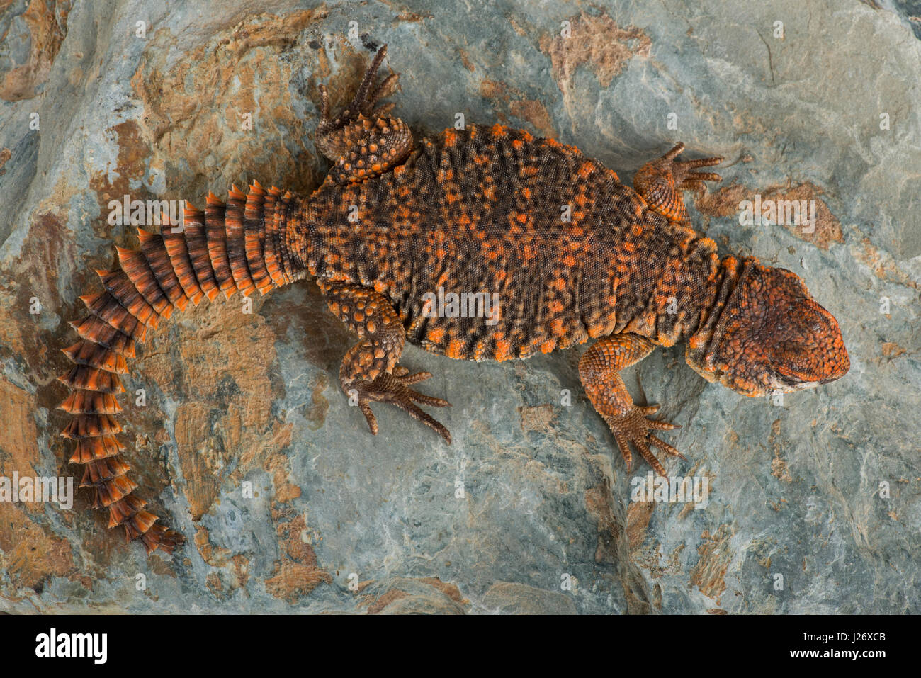 Saharan Spiny Tailed Lizard (Uromastyx geyri Stock Photo - Alamy