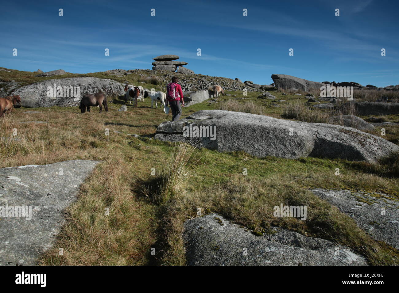 Walker approaching Showery tor,on Bodmin moor,Cornwall,with ponies ...