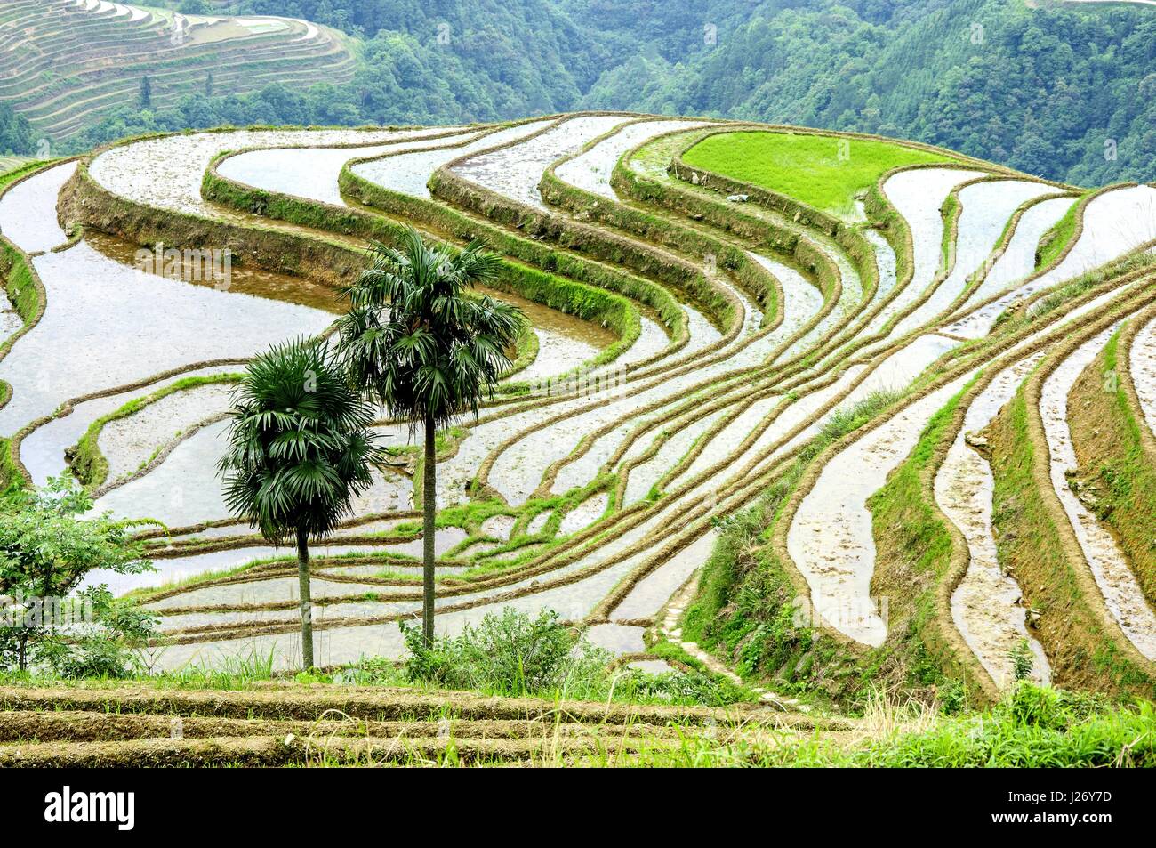 Paddy field scenery hi-res stock photography and images - Alamy