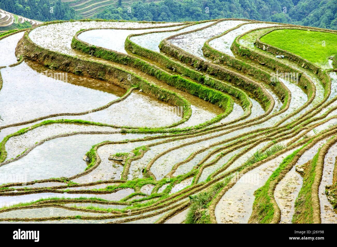Beautiful rice terraced fields scenery in spring Stock Photo - Alamy