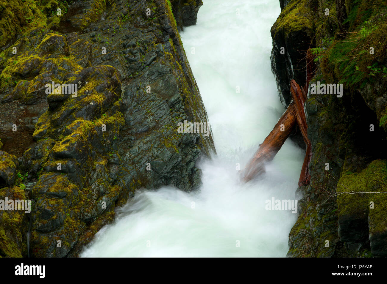 Opal Creek along Kopetski Trail at Opal Pool, Opal Creek Scenic ...