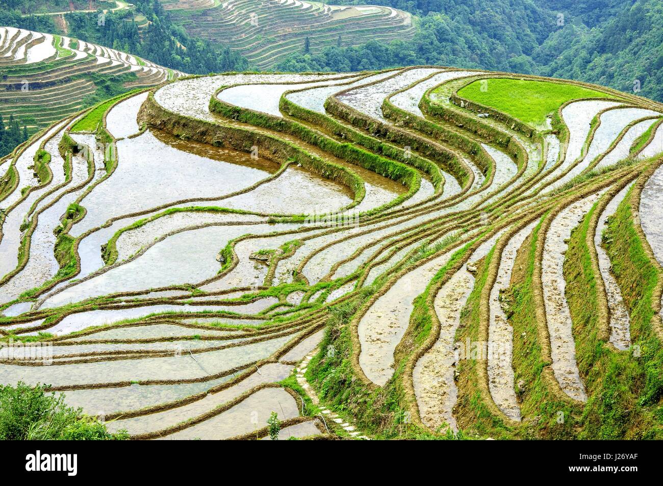Beautiful rice terraced fields scenery in spring Stock Photo - Alamy