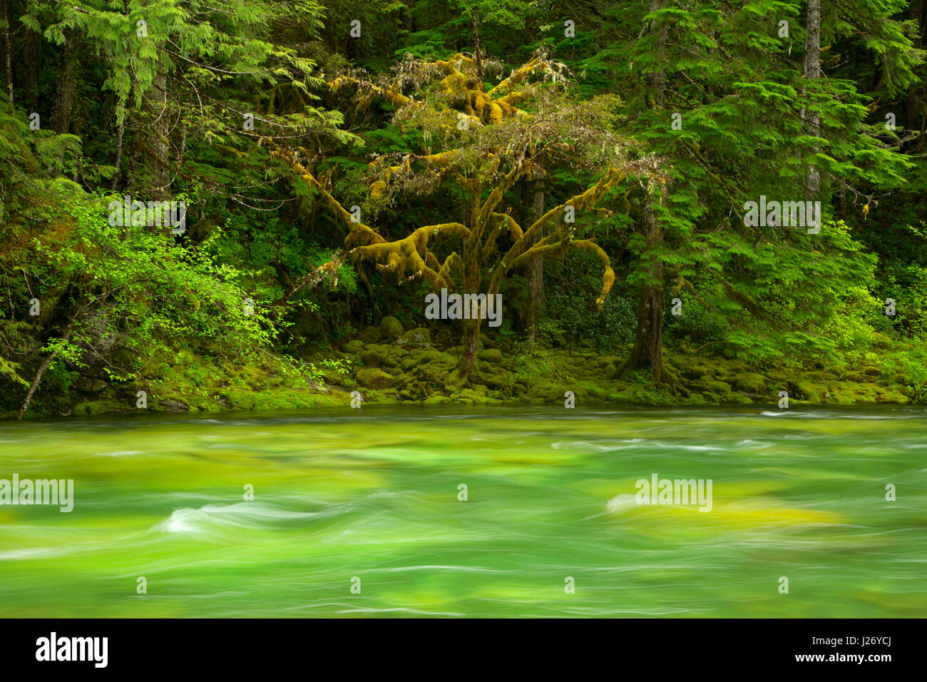 Little North Fork Santiam River State Scenic Waterway to Three Pools ...