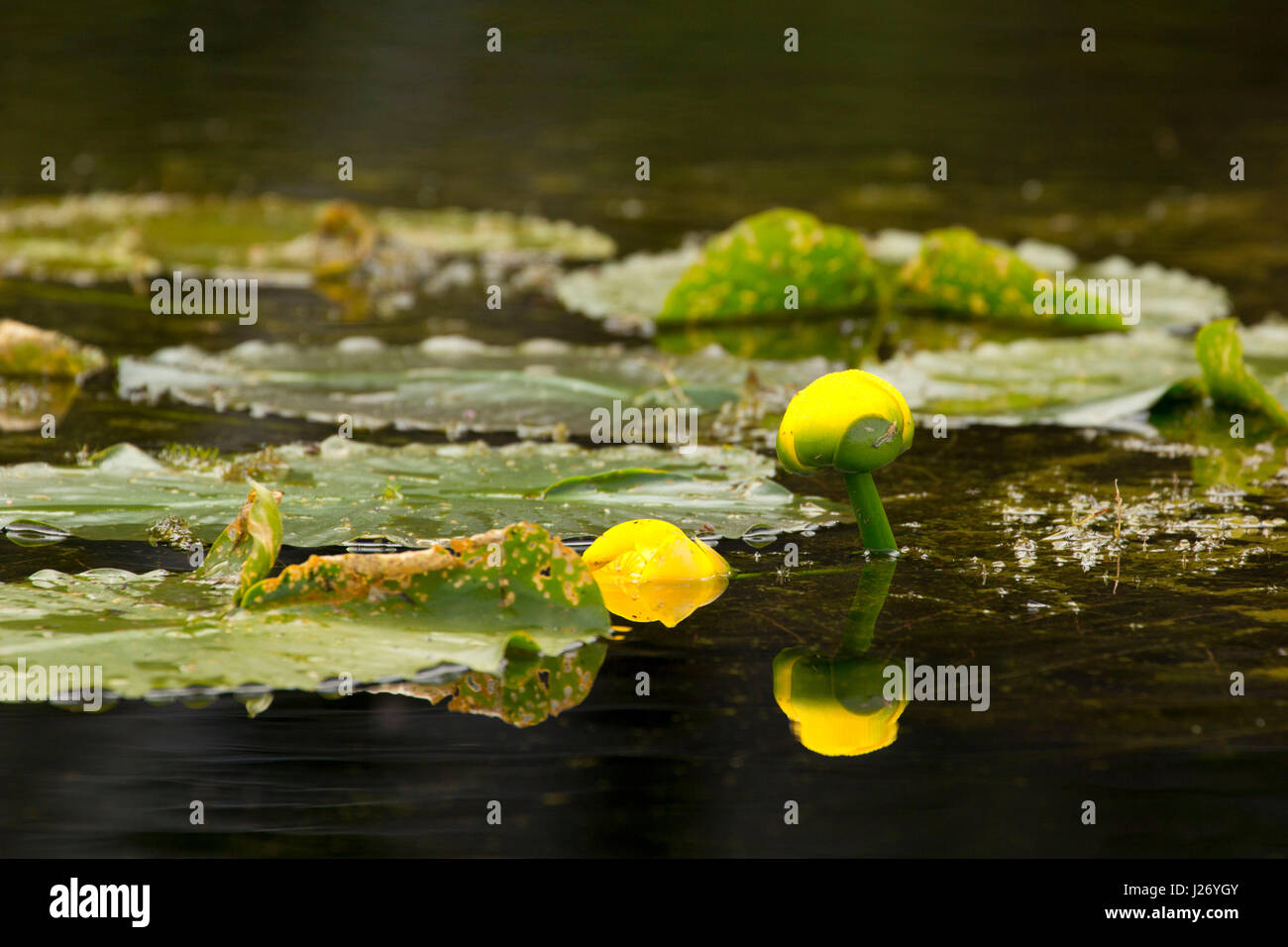 Cow lily on Gold Lake, Willamette National Forest, Oregon Stock Photo ...