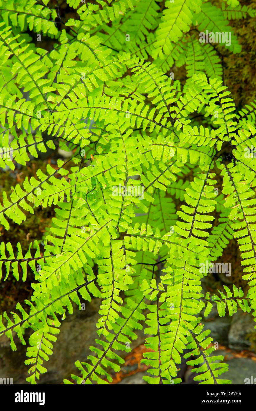 Maidenhair fern along Opal Creek Trail, Opal Creek Scenic Recreation ...
