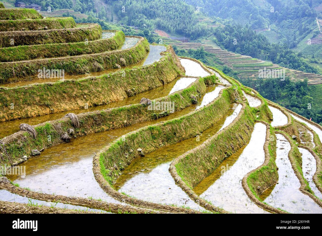 Beautiful rice terraced fields scenery in spring Stock Photo - Alamy
