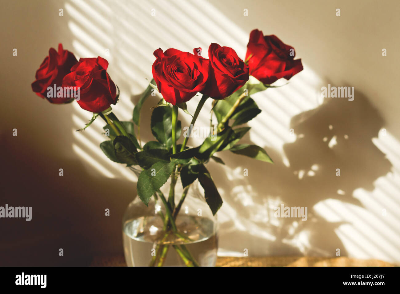 Beautiful Red Roses in direction window light Stock Photo - Alamy