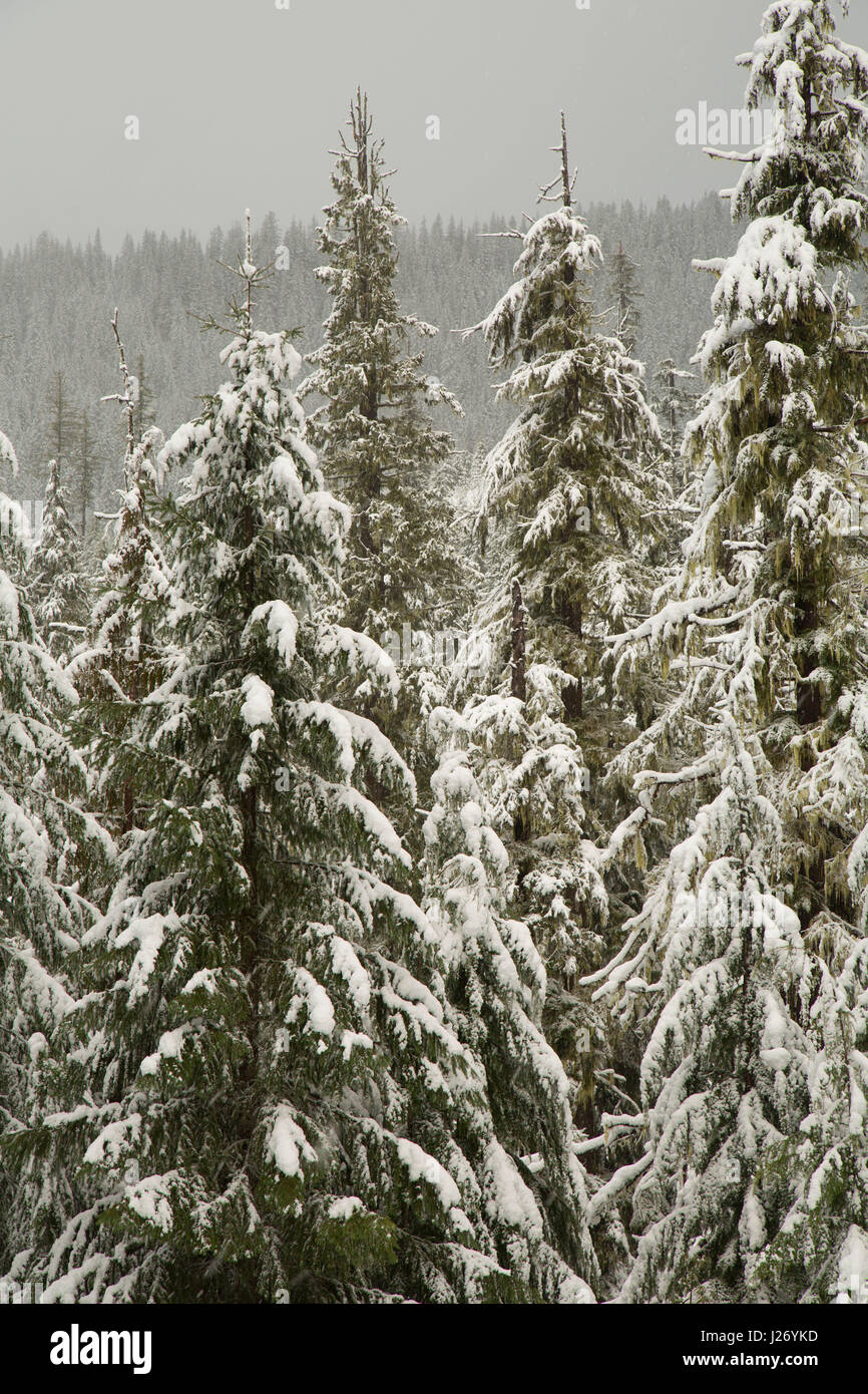 Snowy forest, Willamette National Forest, Oregon Stock Photo - Alamy