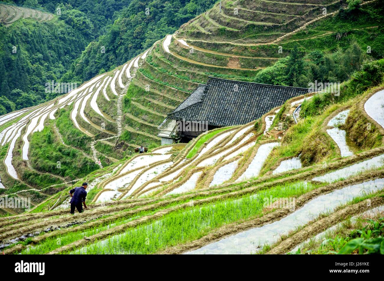 Beautiful rice terraced fields scenery in spring Stock Photo - Alamy