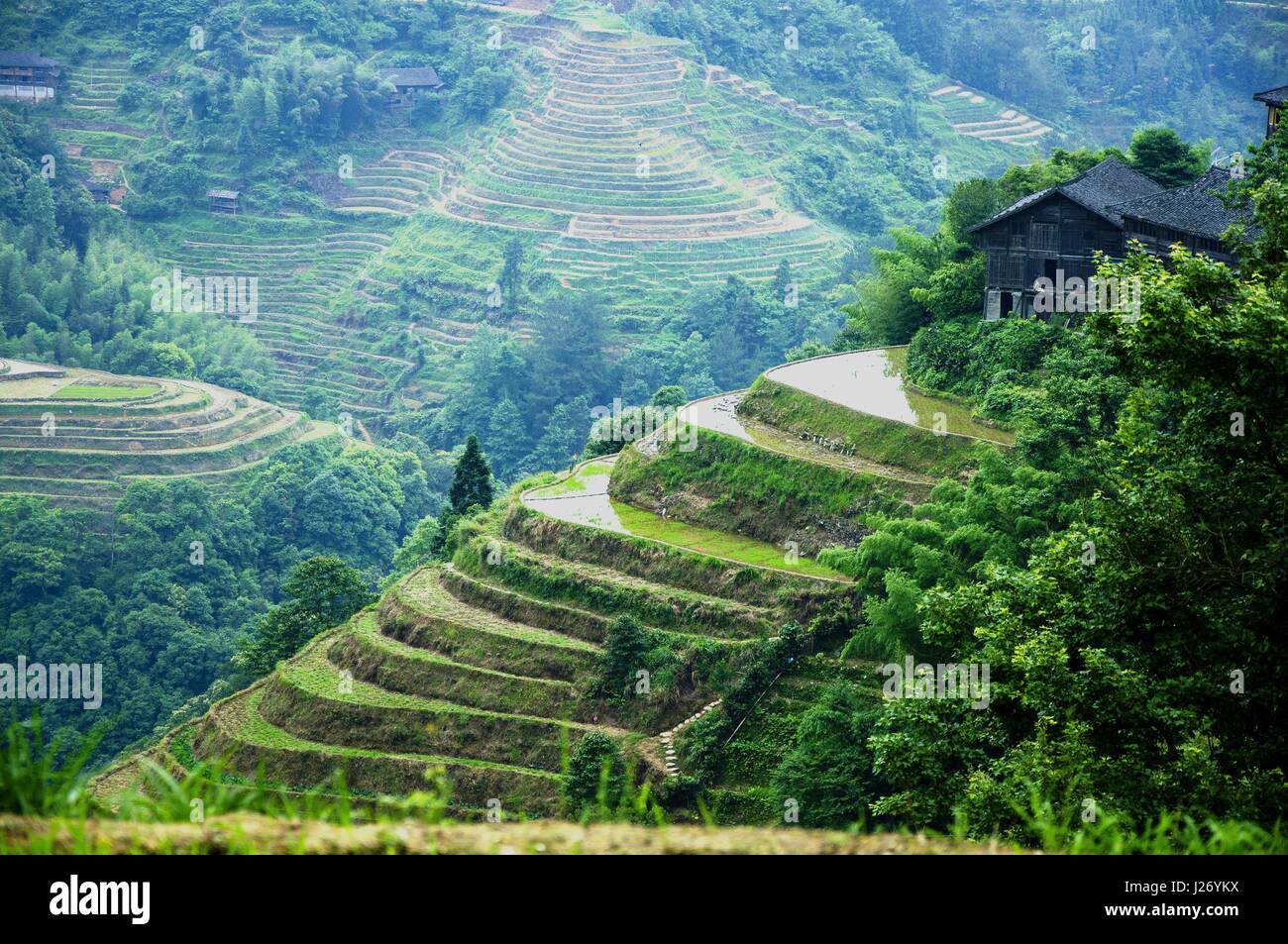 Beautiful rice terraced fields scenery in spring Stock Photo - Alamy