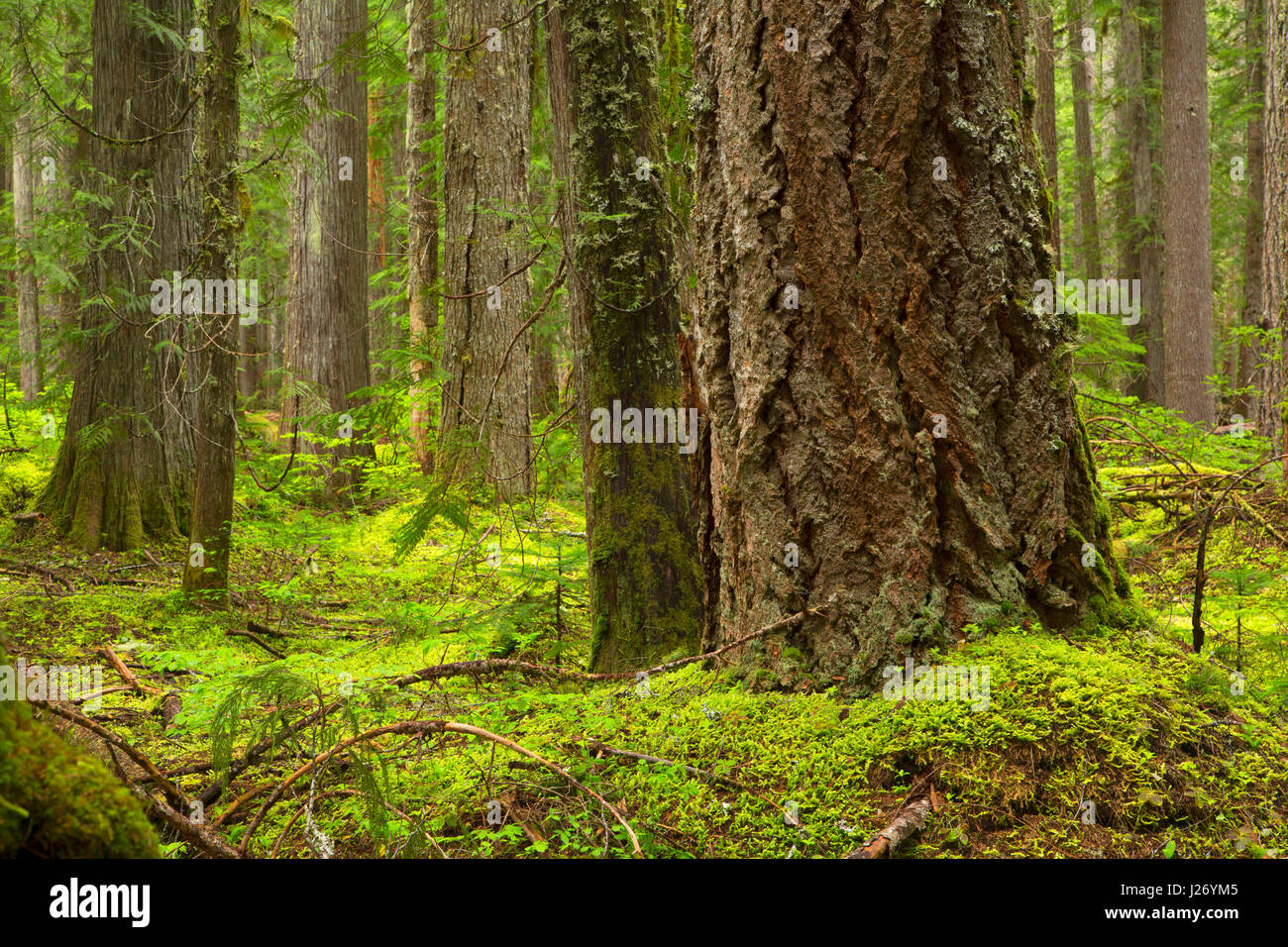 Ancient forest from Pamelia Lake Trail, Mt Jefferson Wilderness ...
