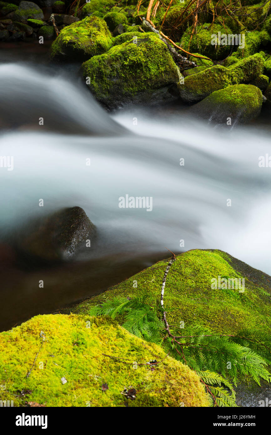 Pamelia Creek from Pamelia Lake Trail, Mt Jefferson Wilderness ...