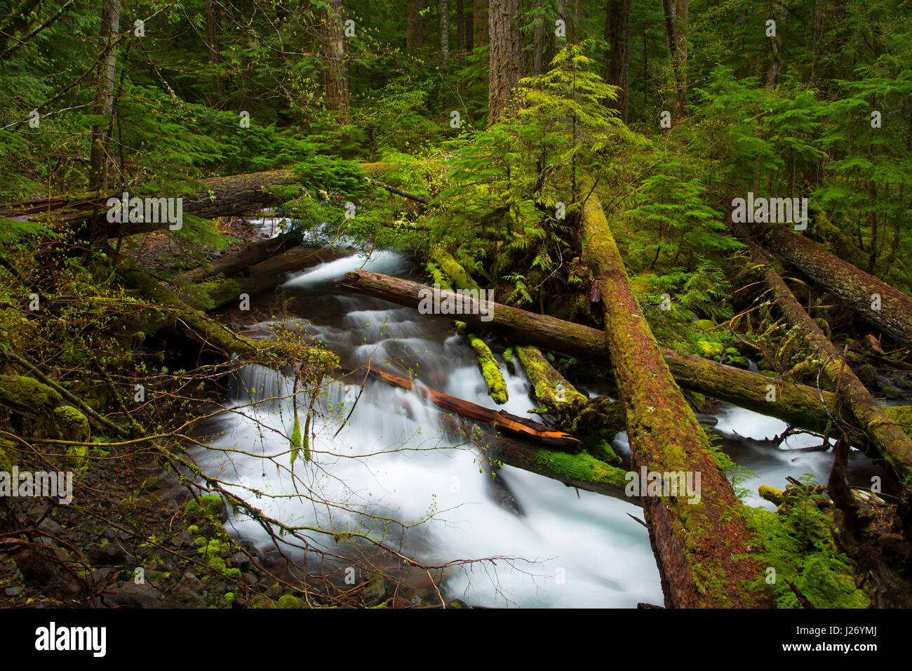 Pamelia Creek from Pamelia Lake Trail, Mt Jefferson Wilderness ...