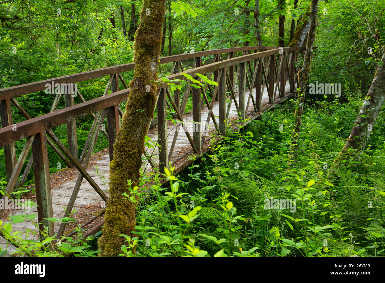 Trail bridge, Buckhead Wildlife Area, Willamette National Forest ...