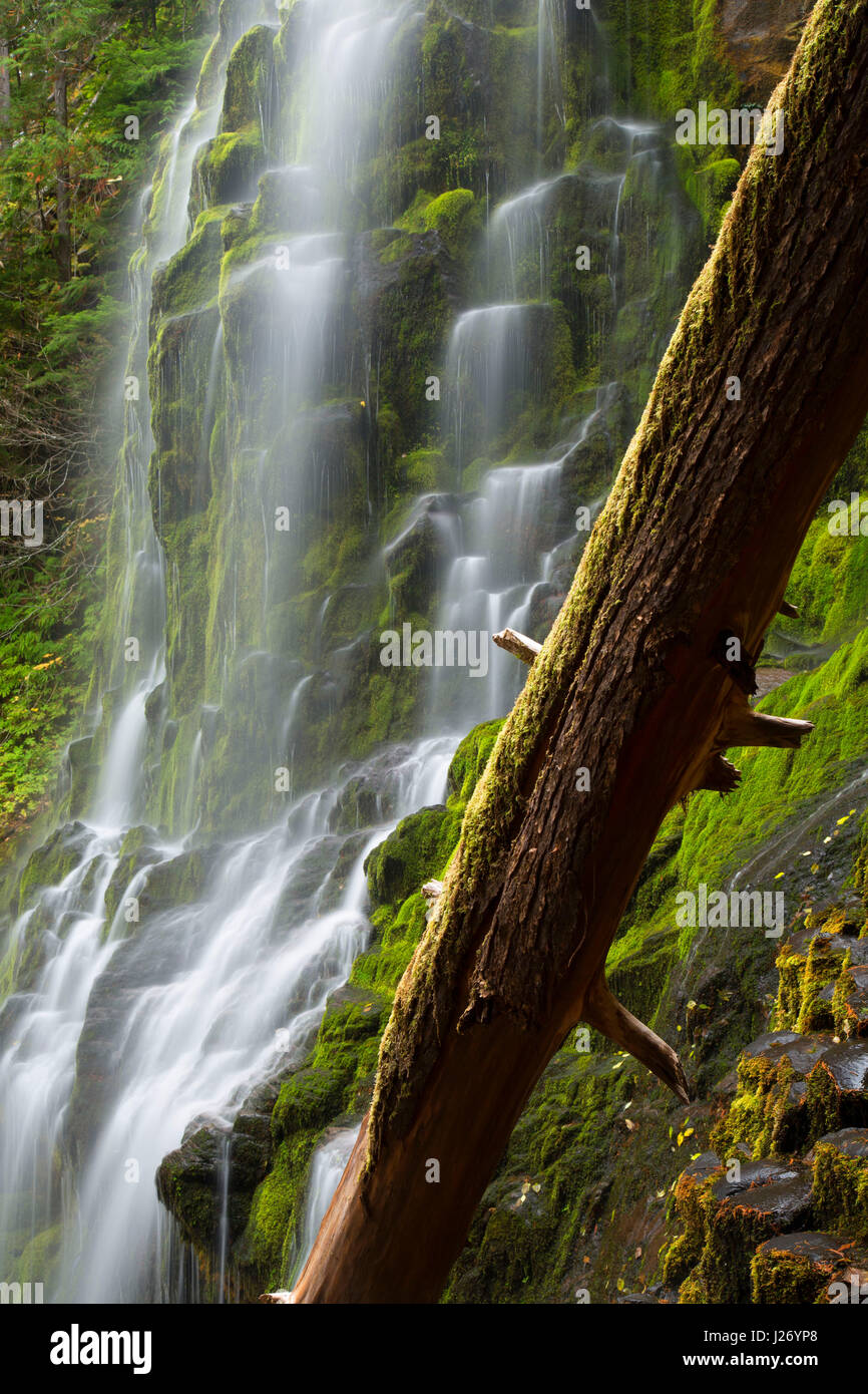 Lower Proxy Falls along Proxy Falls Trail, Three Sisters Wilderness, Willamette National Forest ...