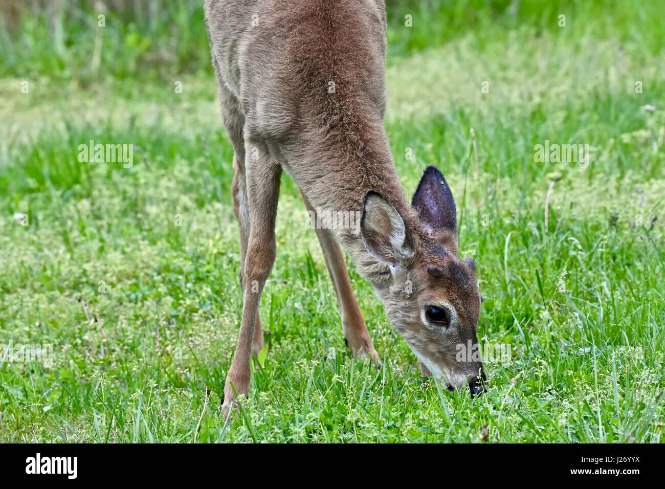 Young white-tailed deer (Odocoileus virginianus) buck beginning to grow ...