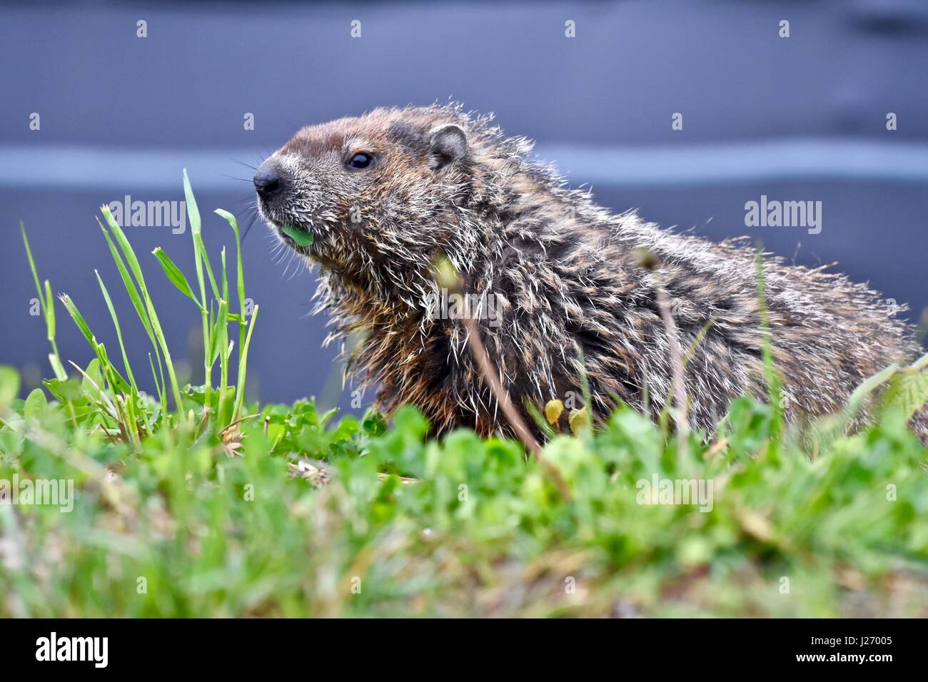 Wet groundhog hi-res stock photography and images - Alamy