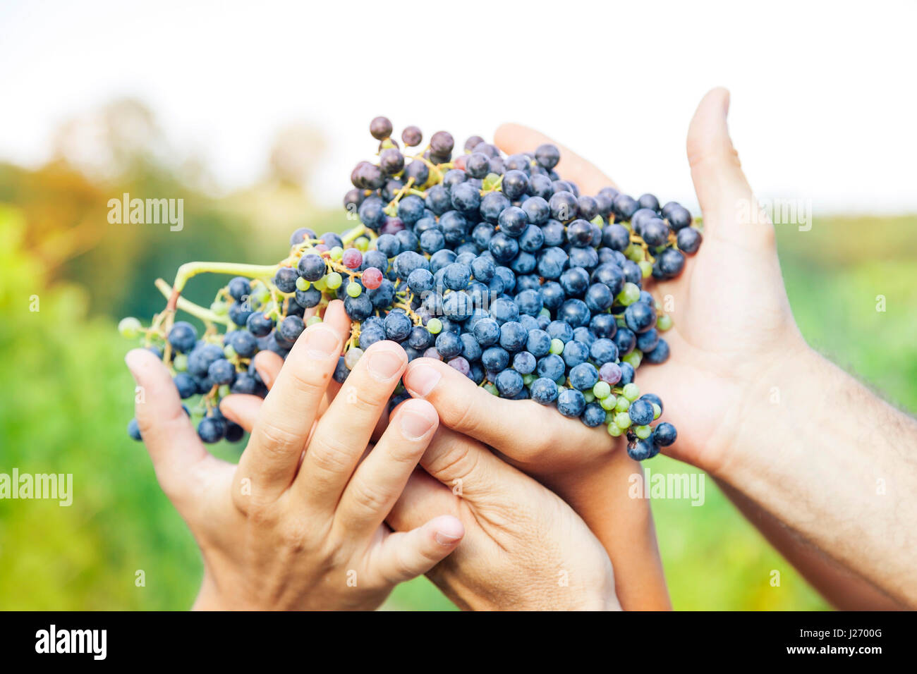 farmers hands showing freshly picked red grapes Stock Photo - Alamy