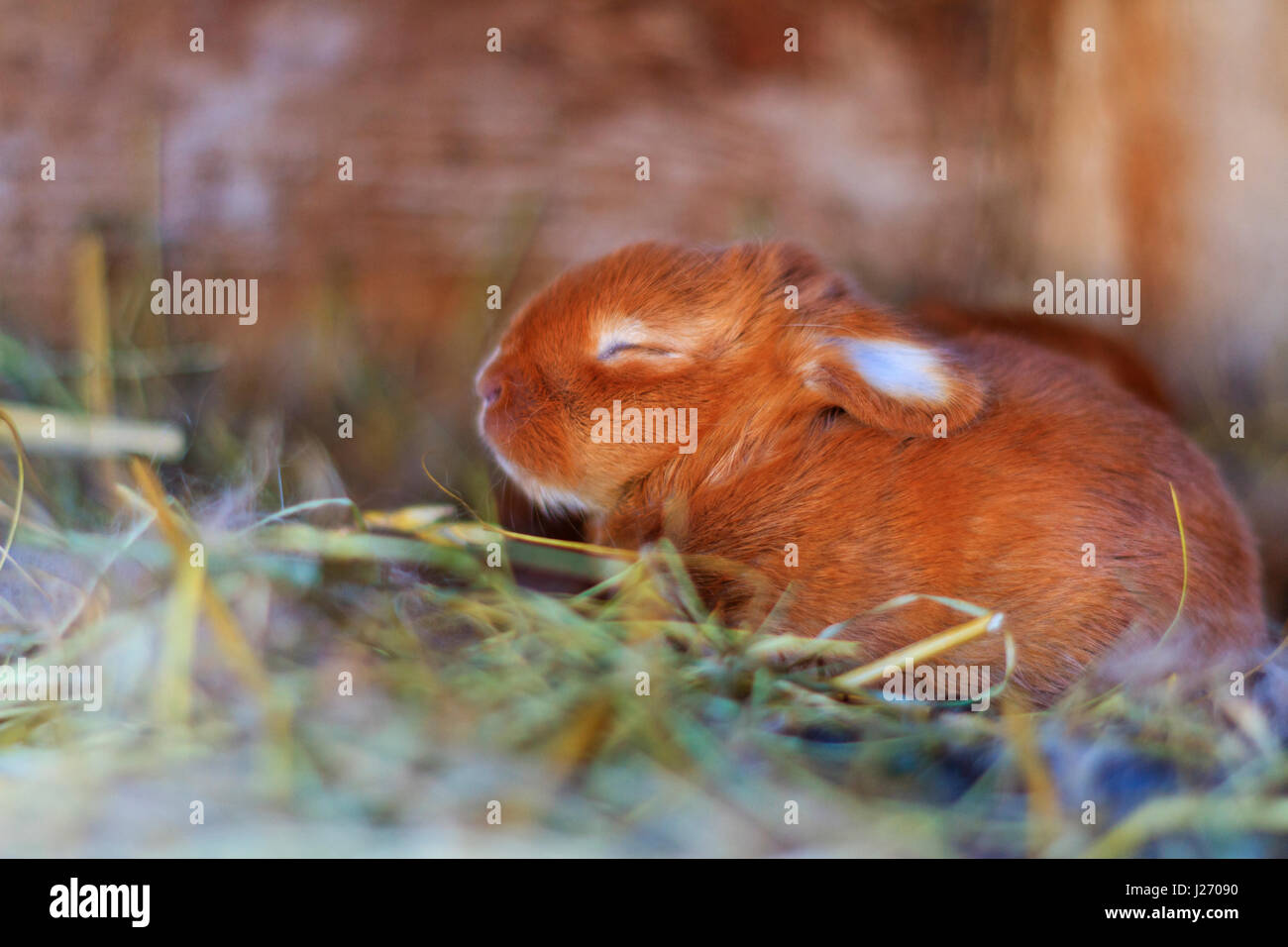 little red bunny sitting in a nest,Animals on the farm Stock Photo - Alamy