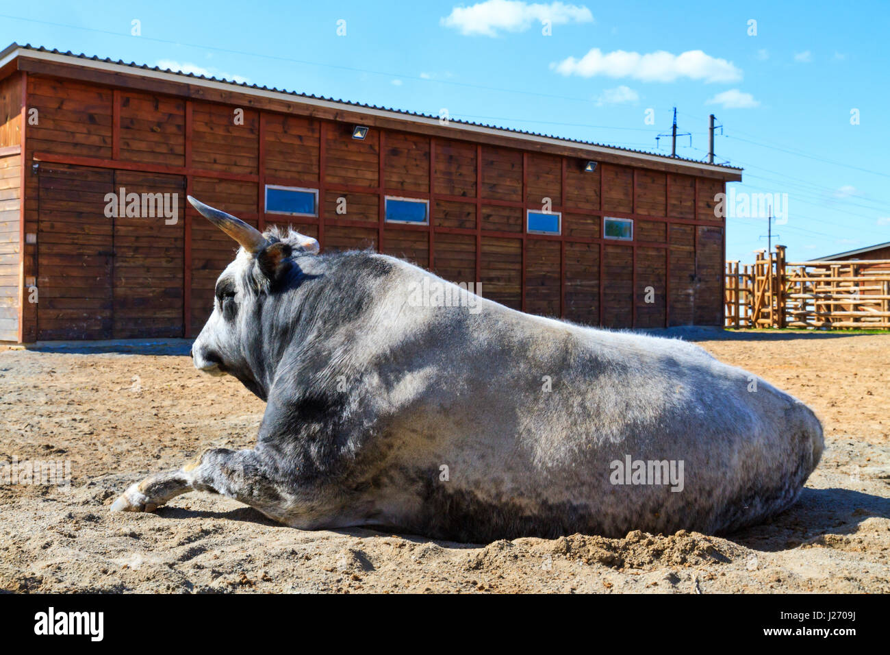Tribal bull is in the squad,Animals on the farm Stock Photo - Alamy