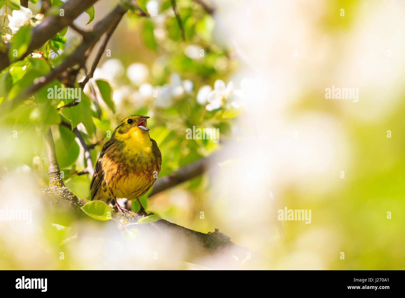 yellow bird of spring flowers,forest birds and wildlife Stock Photo - Alamy