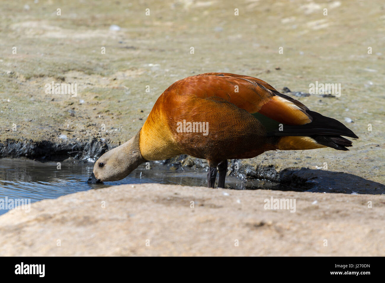 African shelduck male hi-res stock photography and images - Alamy