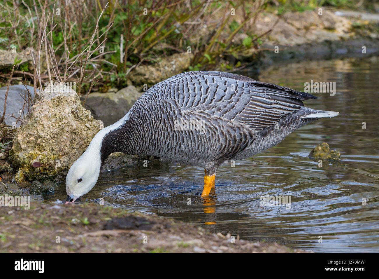 Emperor Goose at Slimbridge Stock Photo - Alamy