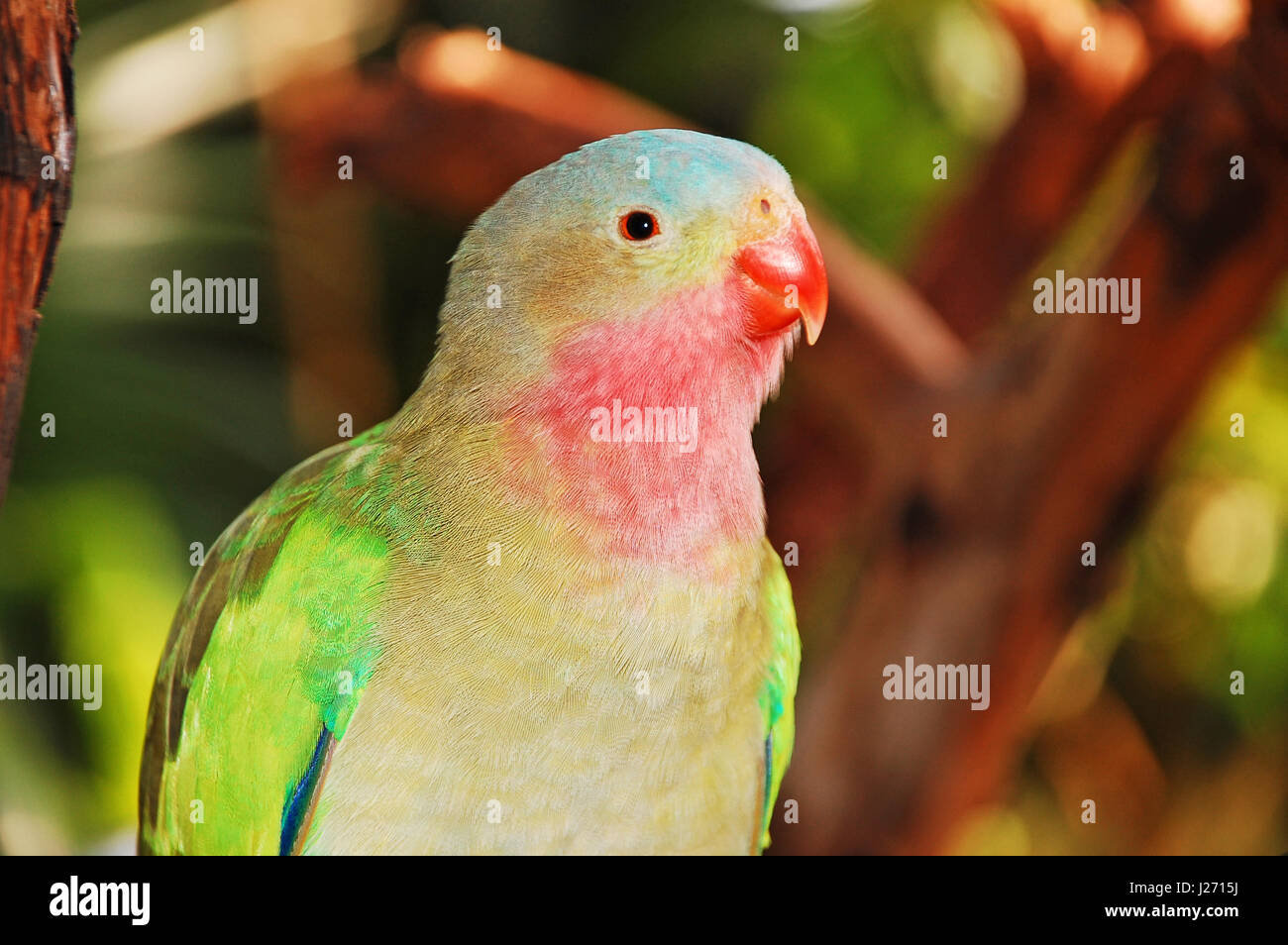 Princess parrot hi-res stock photography and images - Alamy